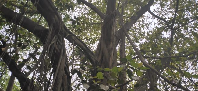 PNC BARGAD KA PED TREE BRANCHES – Patna Now – Local News Patna and ...