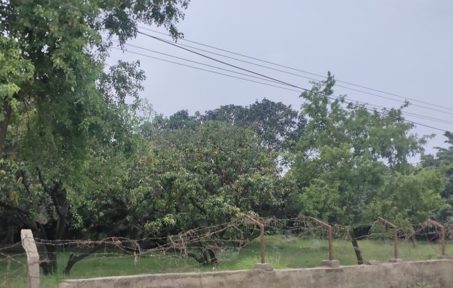 pnc patna digha aam bagicha mango garden – Patna Now – Local News Patna ...